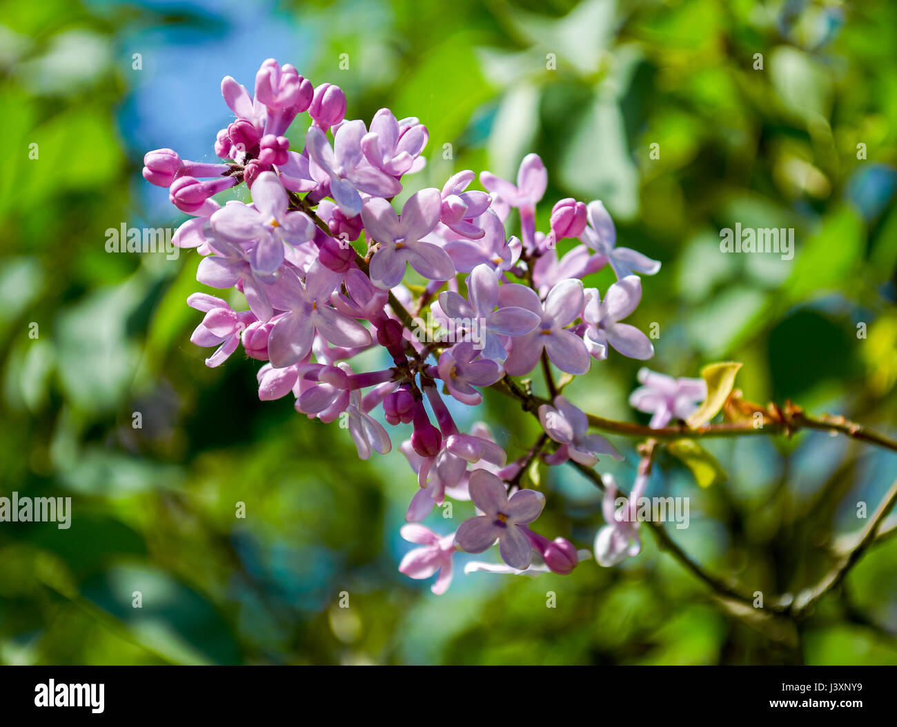 Lilac blossoming branches on the green background Stock Photo - Alamy