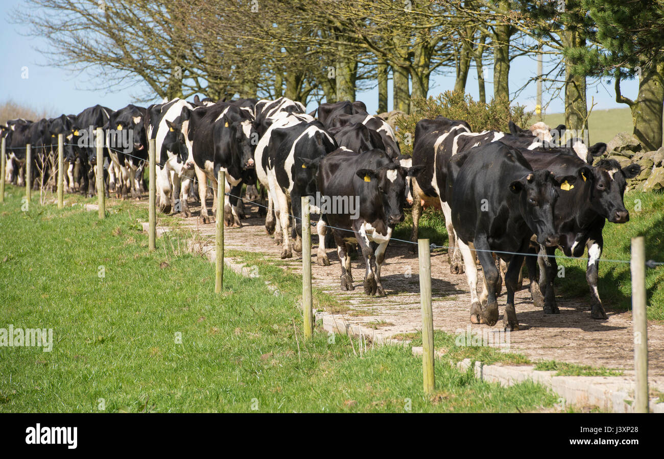 Dairy cows coming in for milking down a concrete railway sleeper cow ...