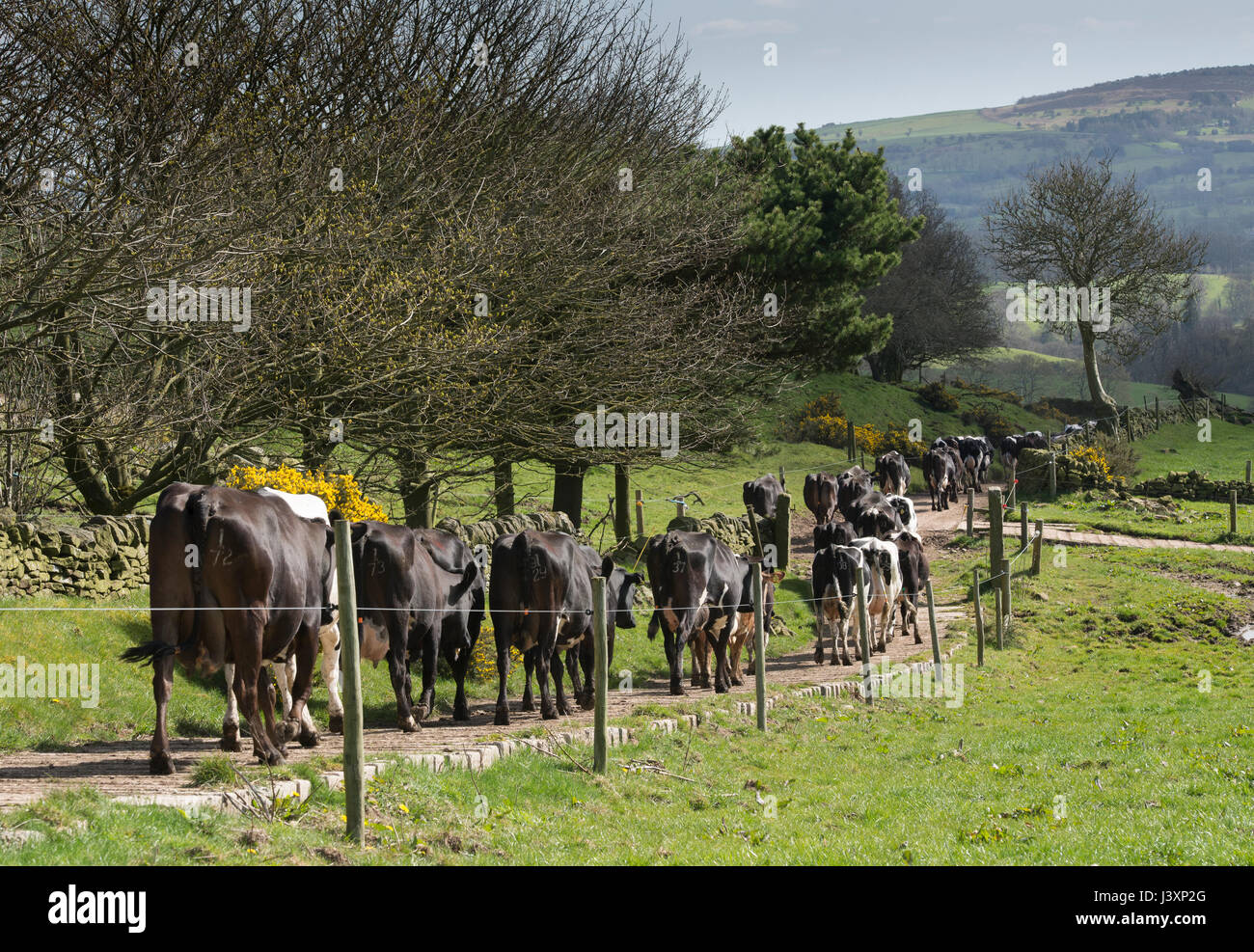 Dairy cows coming in for milking down a concrete railway sleeper cow ...