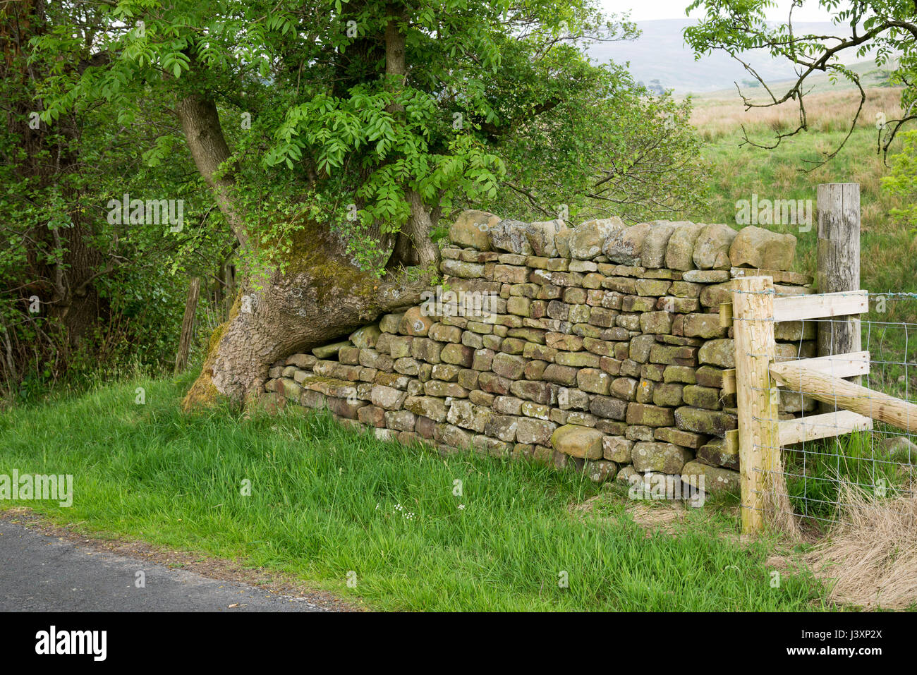 A dry stone wall built to fit round a tree at Marshaw, Lancaster ...