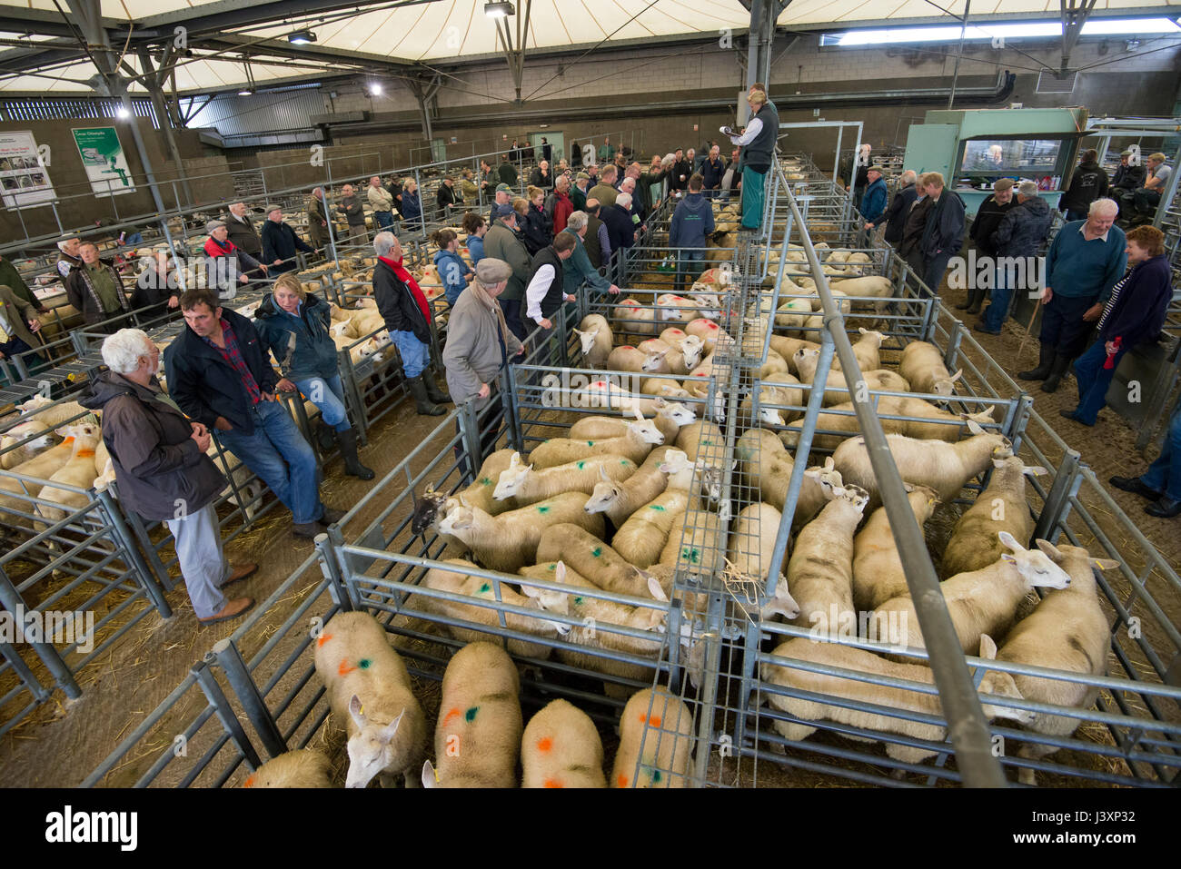 Selling prime lambs in a livestock market, Derbyshire Stock Photo - Alamy