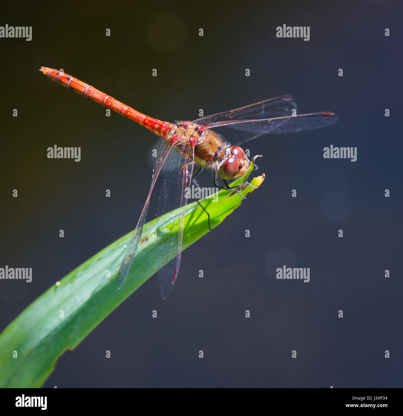 Common darter Dragonfly Stock Photo - Alamy