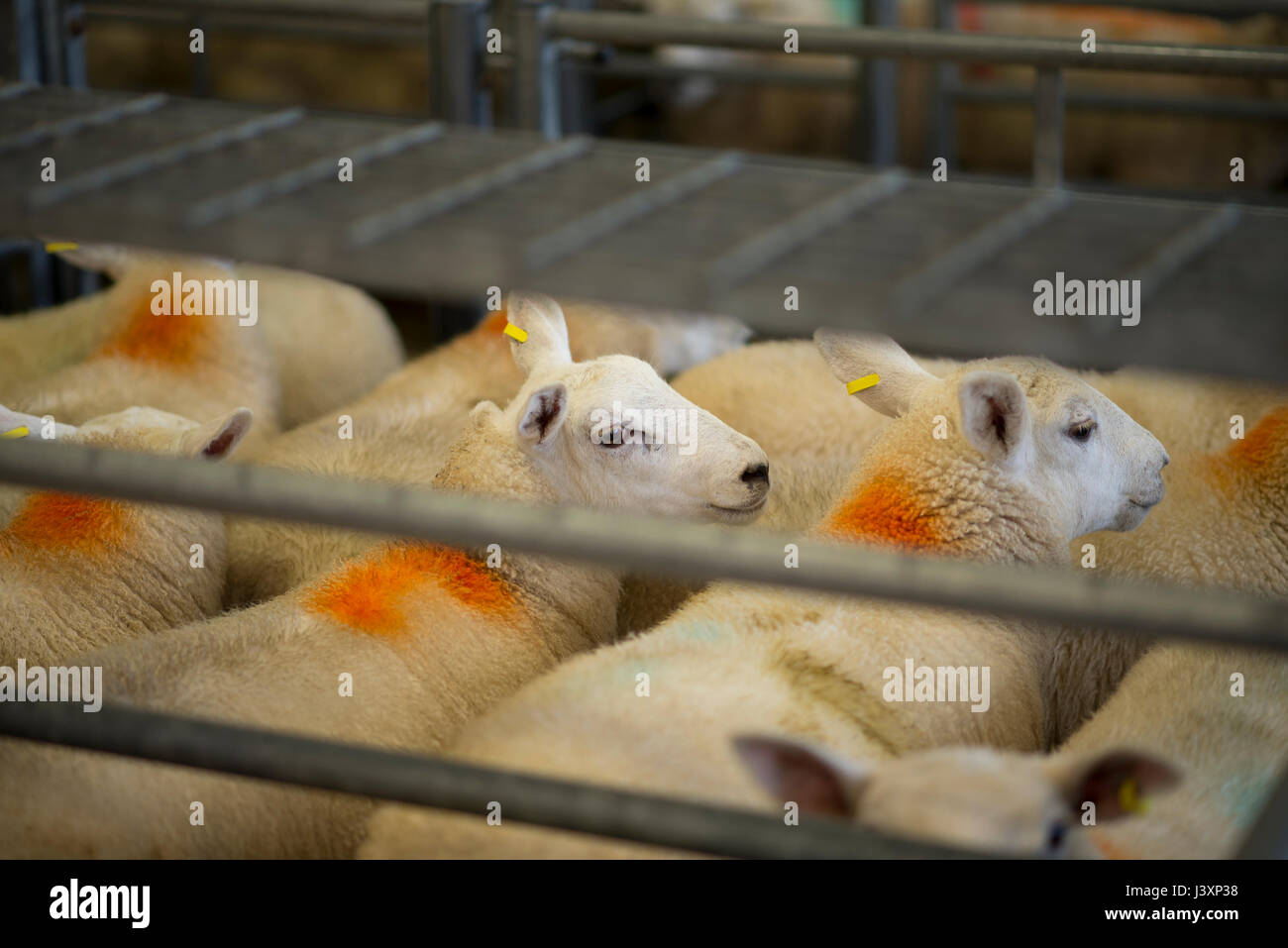 Texel cross lambs in a pen at a livestock market Stock Photo - Alamy