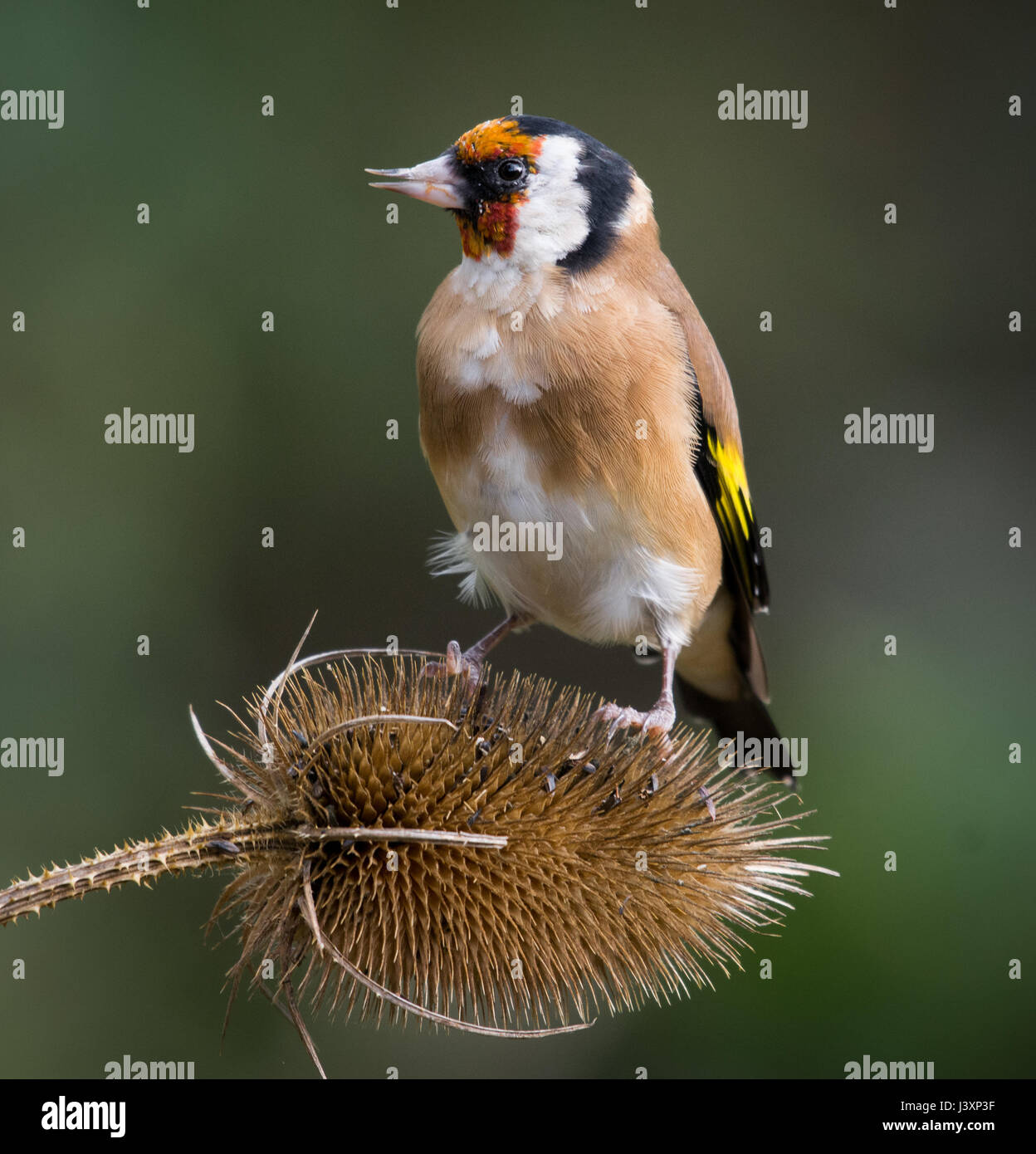 British goldfinch hi-res stock photography and images - Alamy