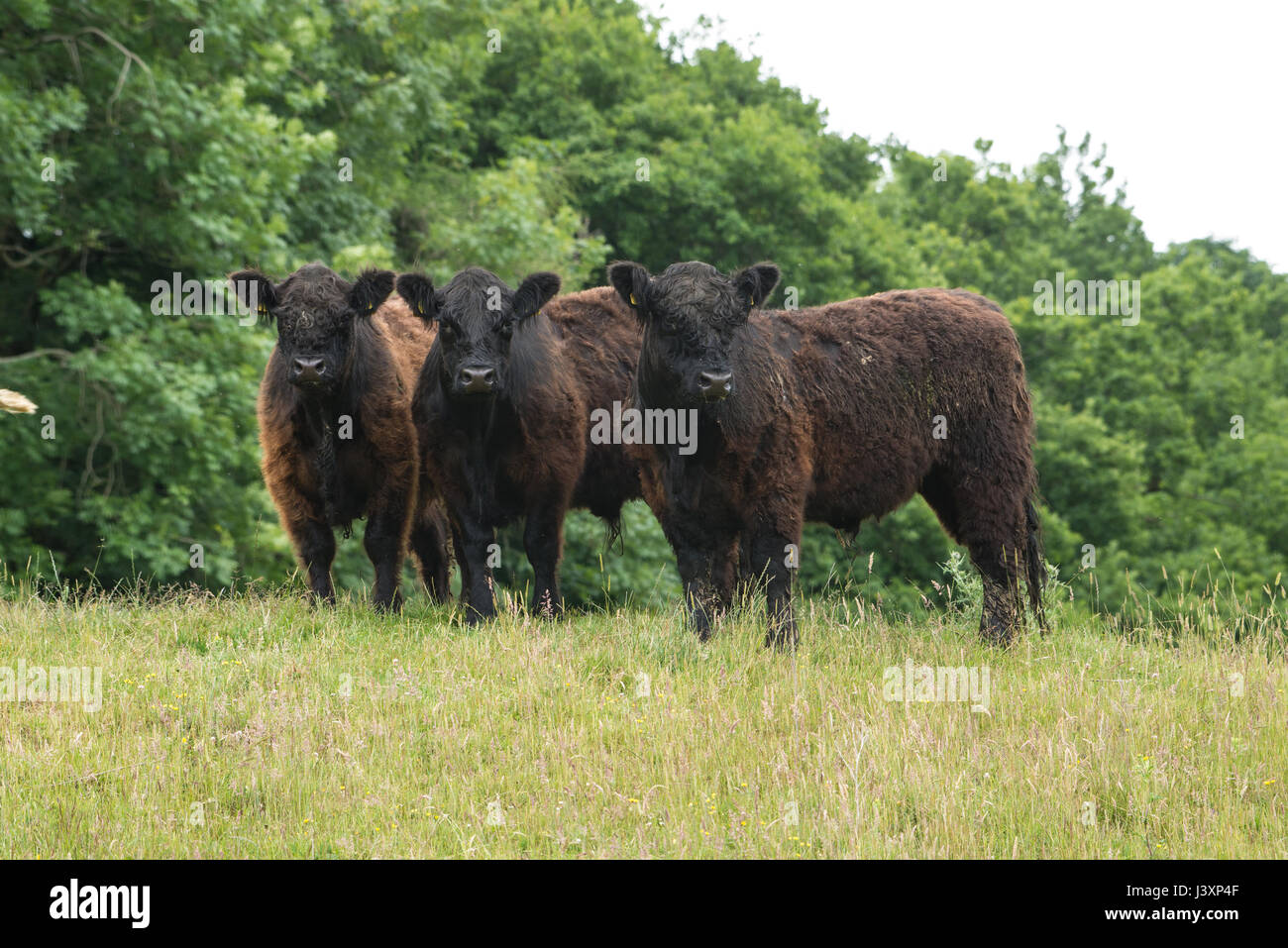 Galloway Cattle Scotland United Kingdom High Resolution Stock ...
