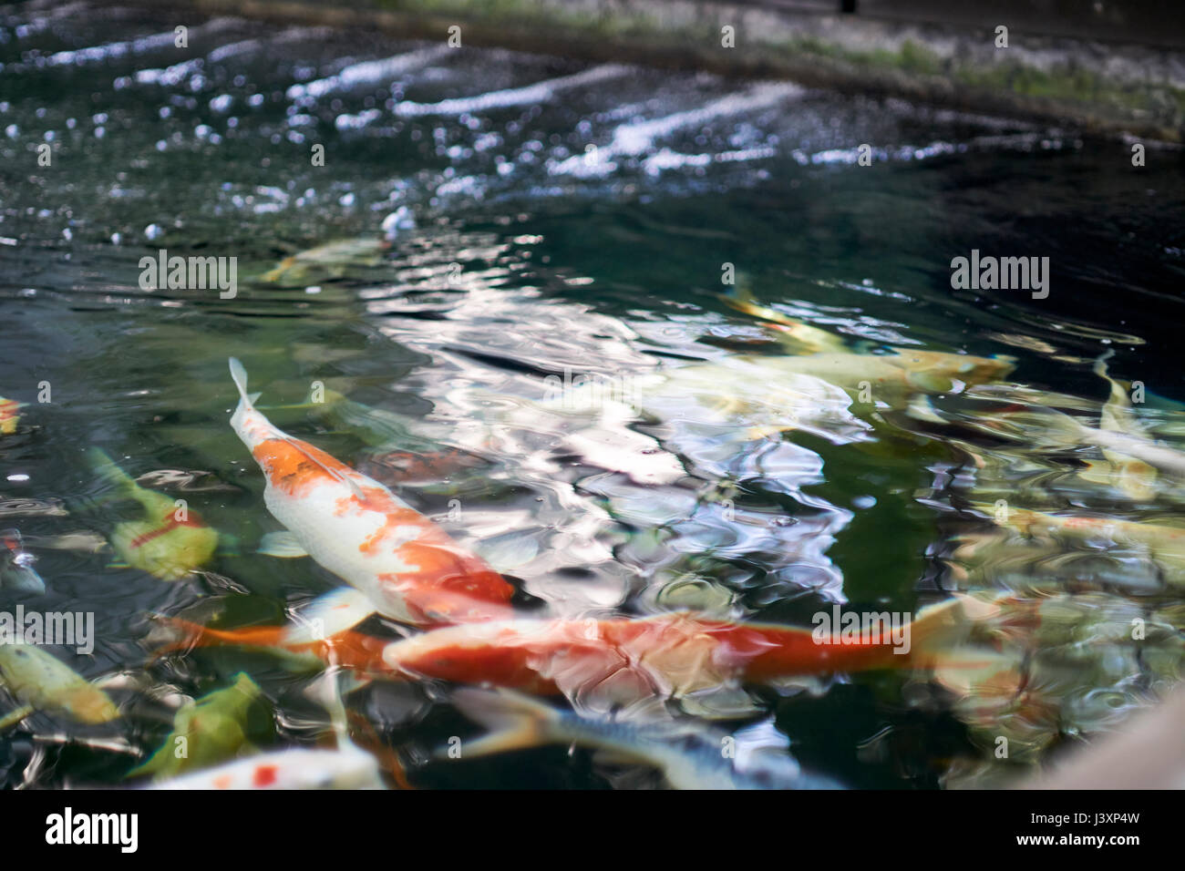 Carp fish in the pond Stock Photo - Alamy