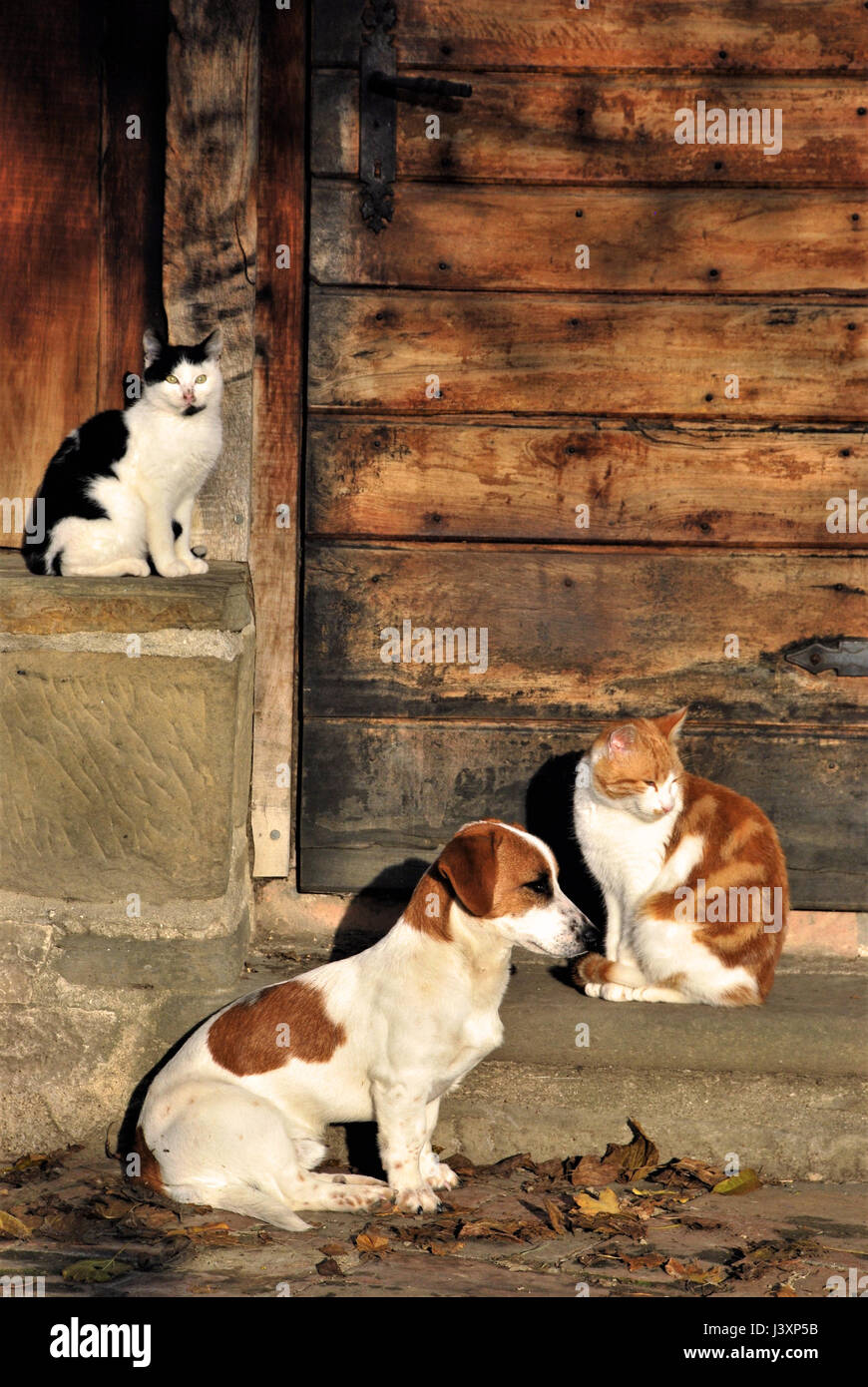 Cats and dog outside the cottage in Umbria Italy Stock Photo - Alamy
