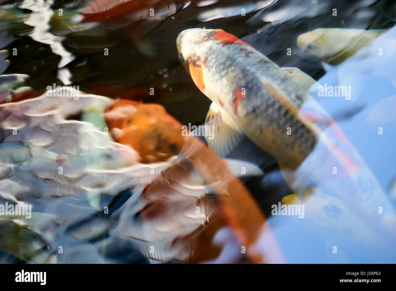 Carpfish hi-res stock photography and images - Alamy