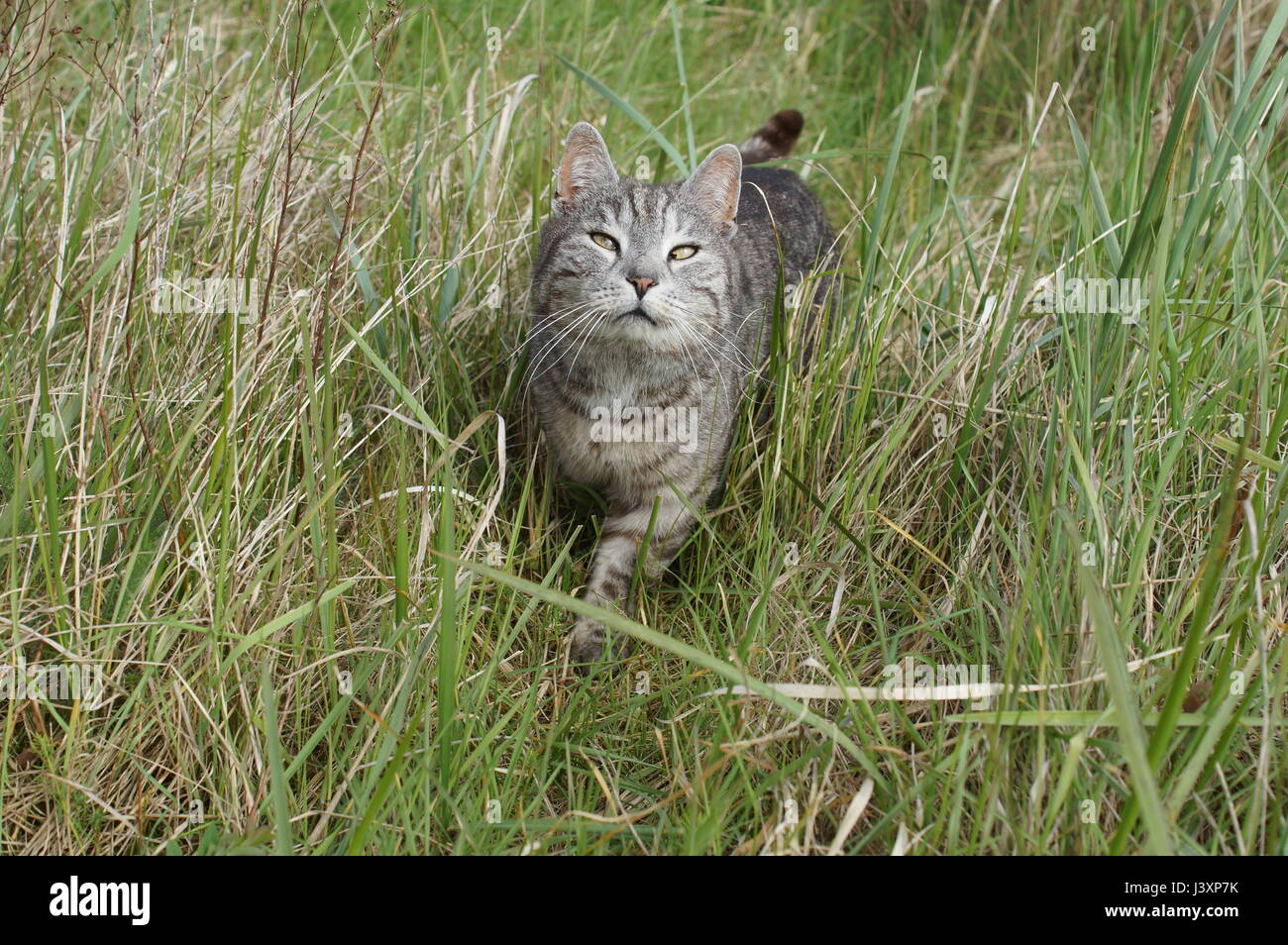 Homeless cat in nature Stock Photo - Alamy