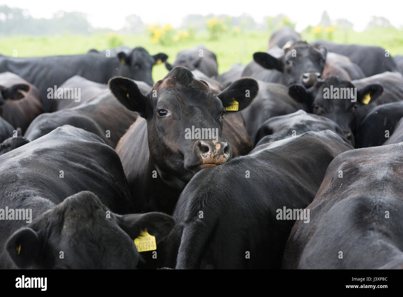 Close-up Aberdeen Angus cross steers and heifers at 26 to 29 months old ...