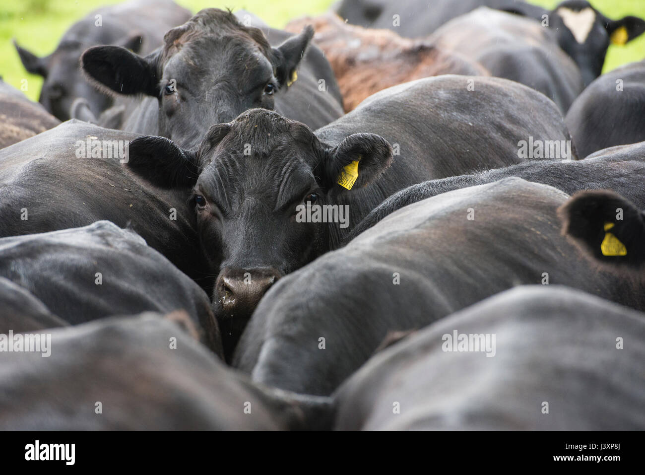 Close-up Aberdeen Angus cross steers and heifers at 26 to 29 months old ...