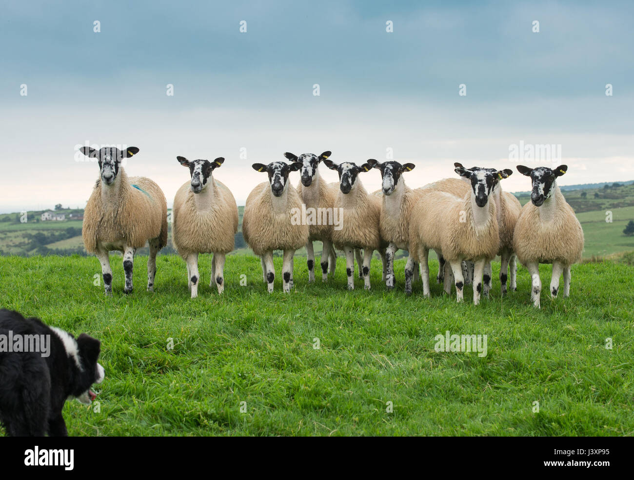 Mule sheep border collie hi-res stock photography and images - Alamy