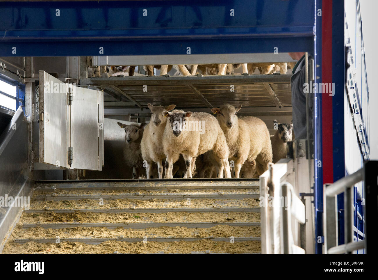 Unloading sheep at Bakewell livestock market, Bakewell, Derbyshire ...