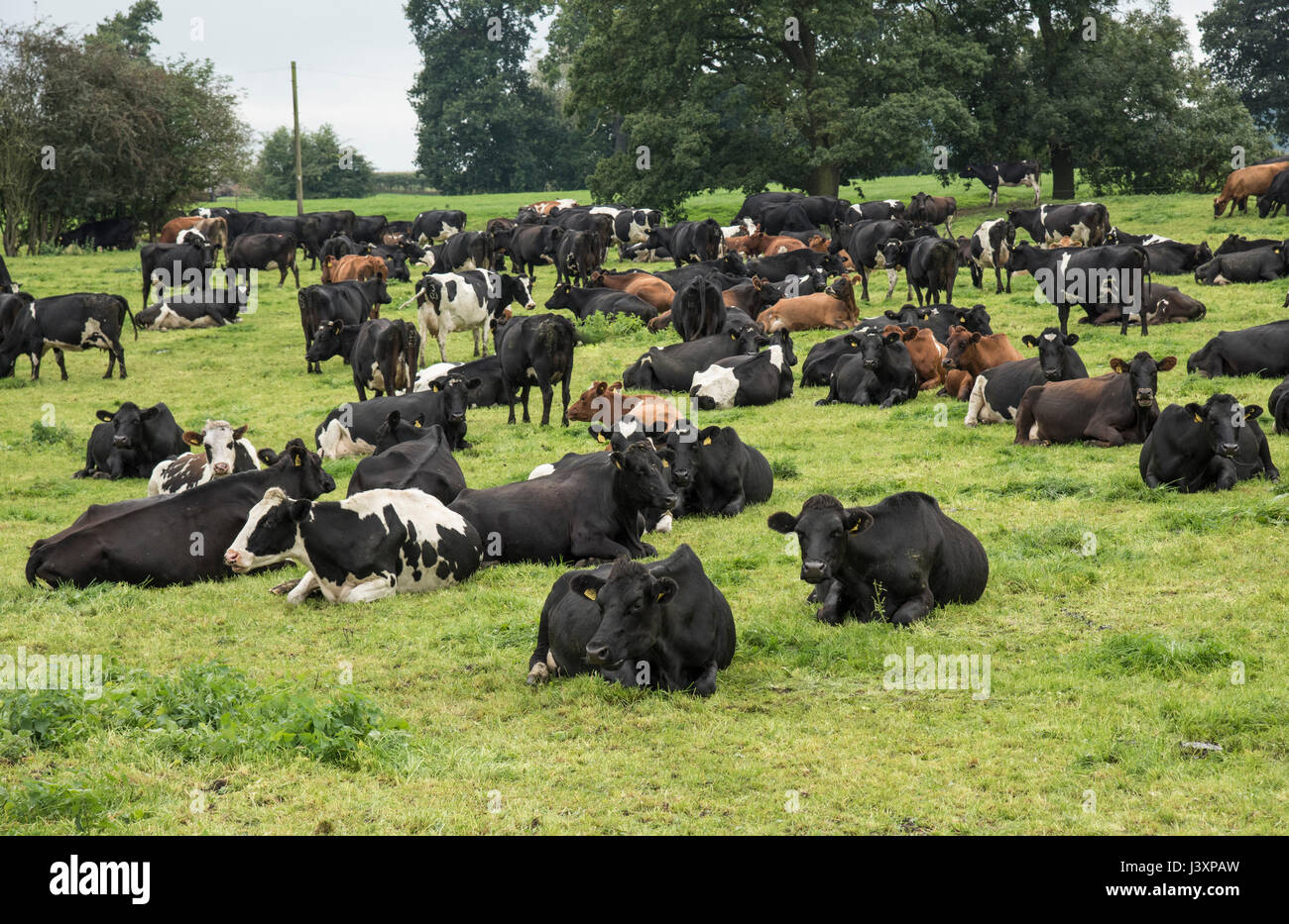 Friesian kiwi cross hi-res stock photography and images - Alamy