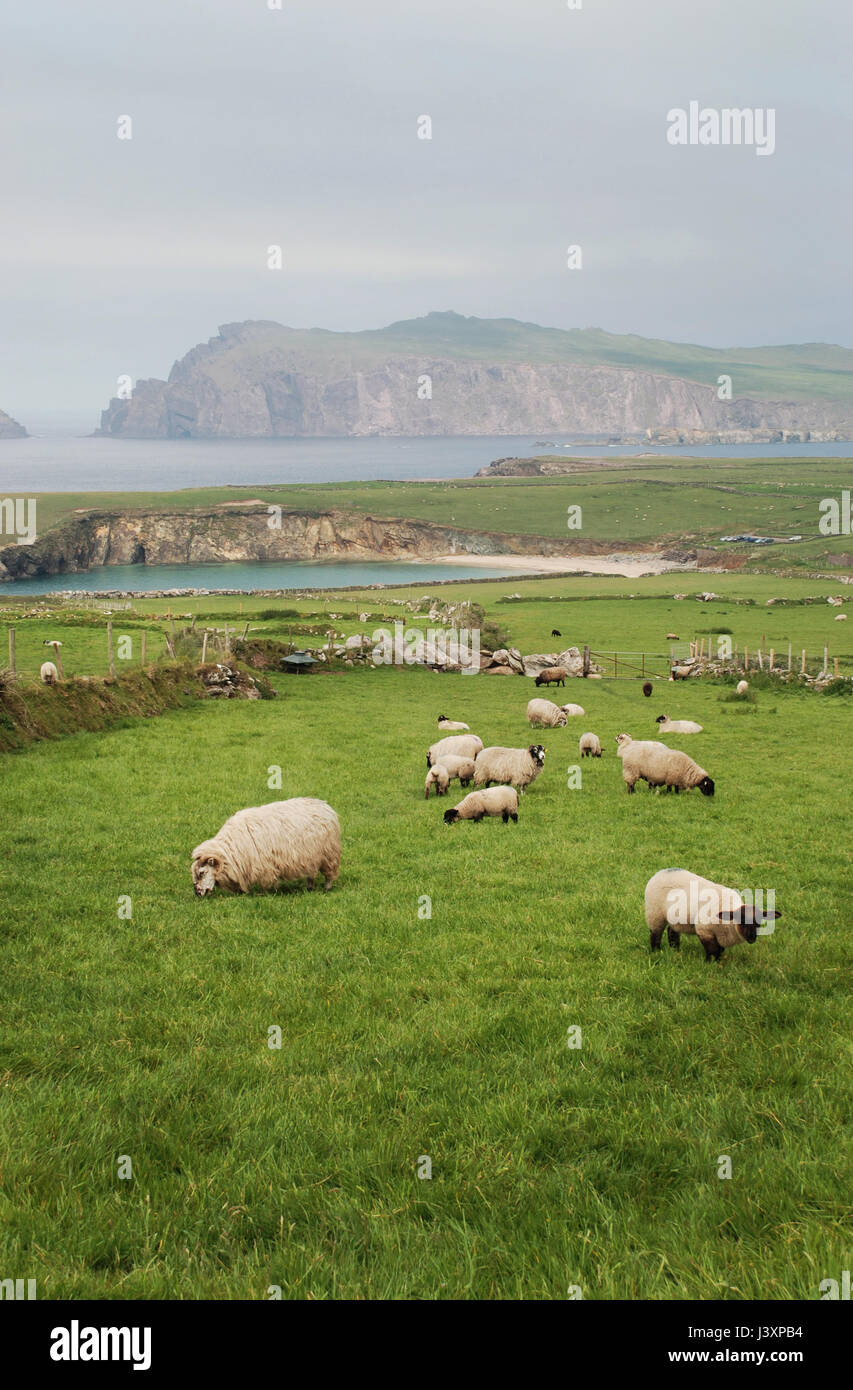 Sheep grazing on lush green grass with rugged cliffs in the background ...