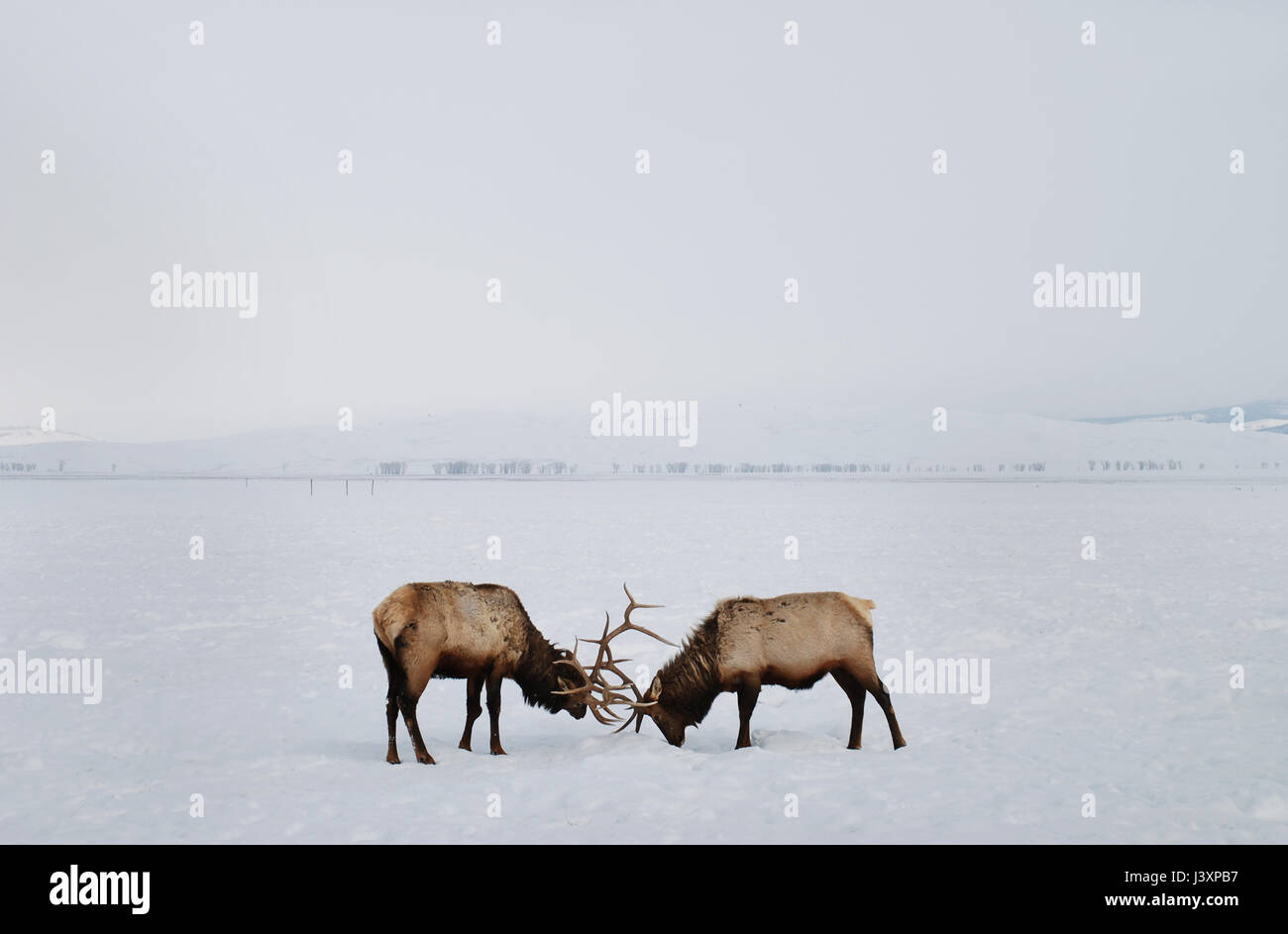 Two elk sparring hi-res stock photography and images - Alamy