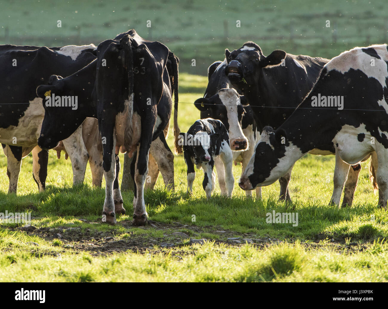 Holstein cows calf hi-res stock photography and images - Alamy