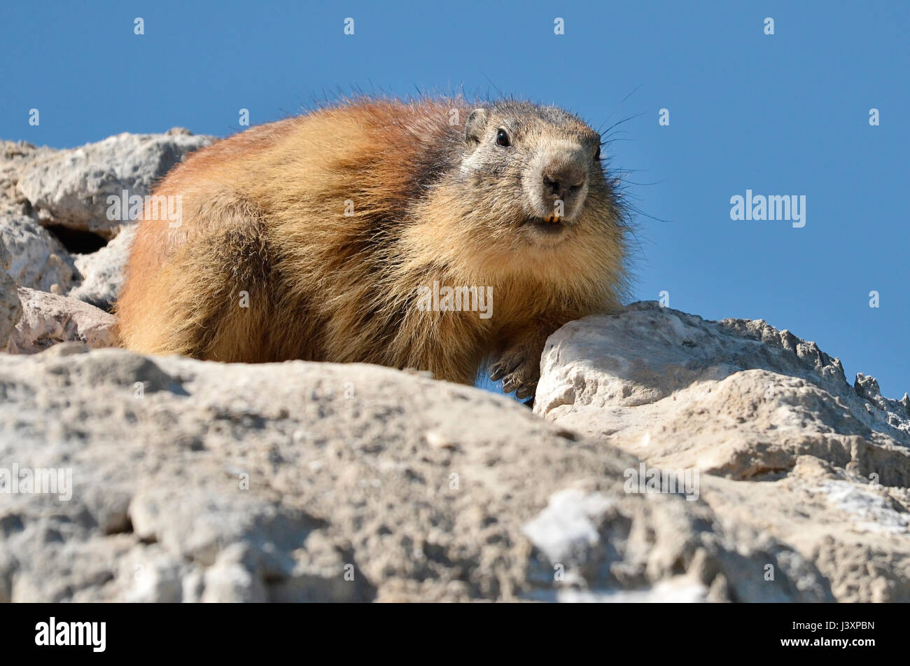 Closeup Alpine marmot (Marmota marmota) on rock on blue sky background ...