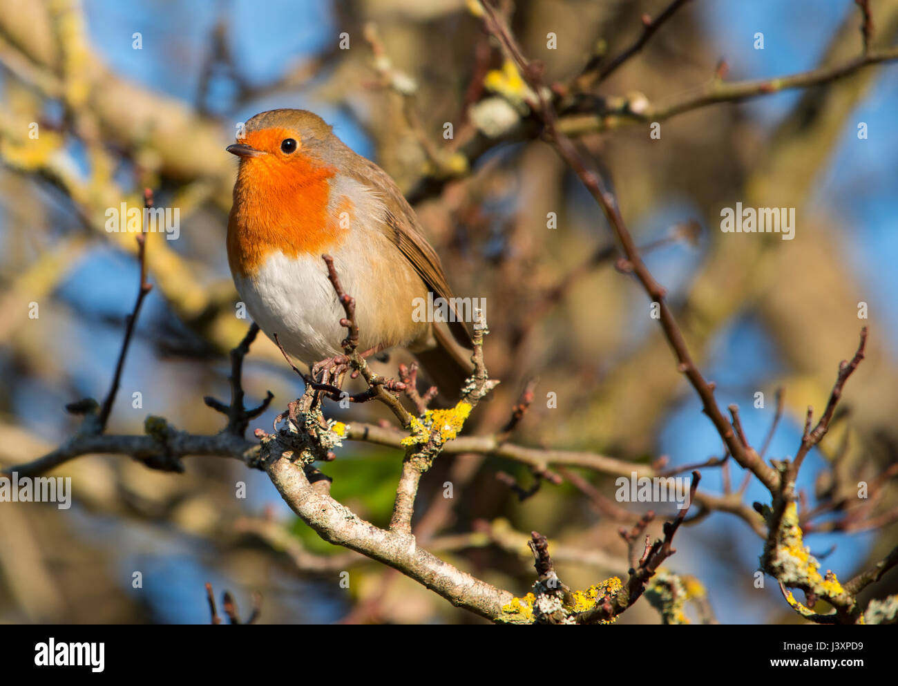 European robin (Erithacus rubecula), Leighton Moss RSPB reserve ...