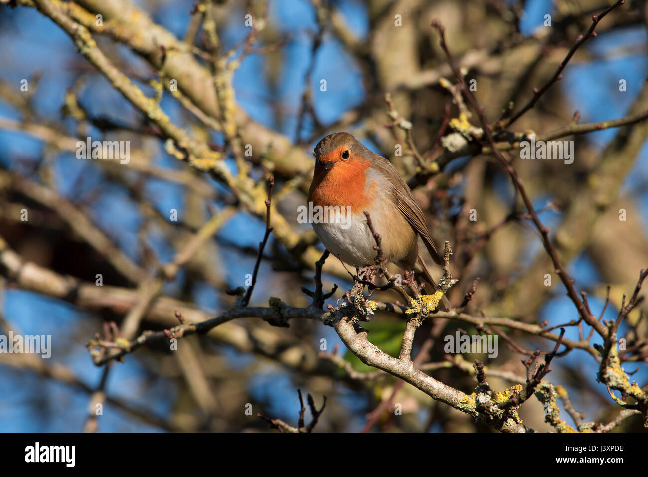 Leighton Moss Rspb Animal High Resolution Stock Photography and Images ...