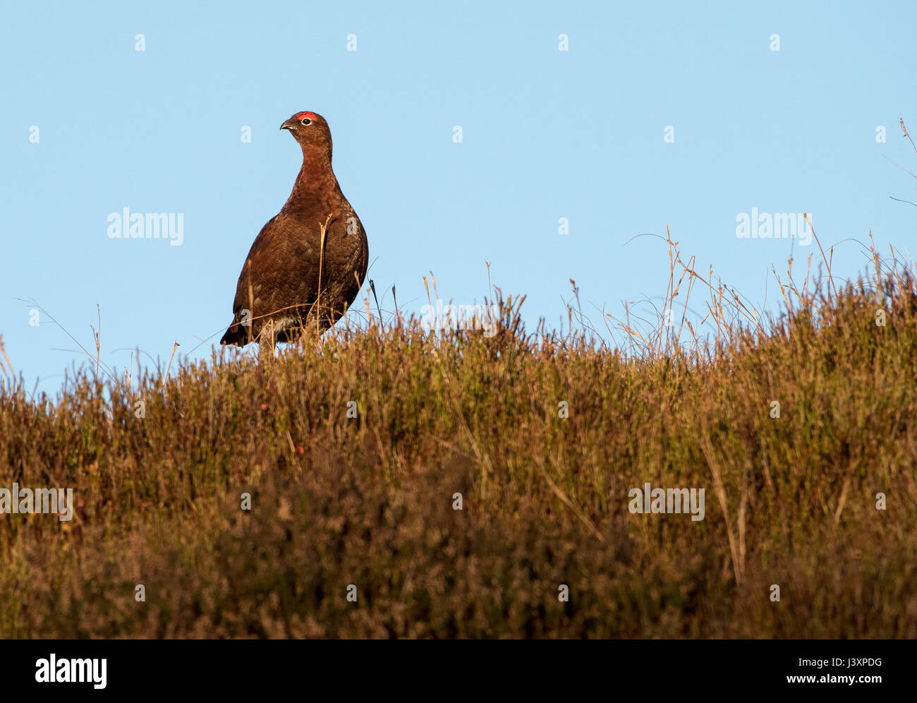 Red Grouse male, (Lagopus lagopus scotica), Marshaw, Forest of Bowland ...