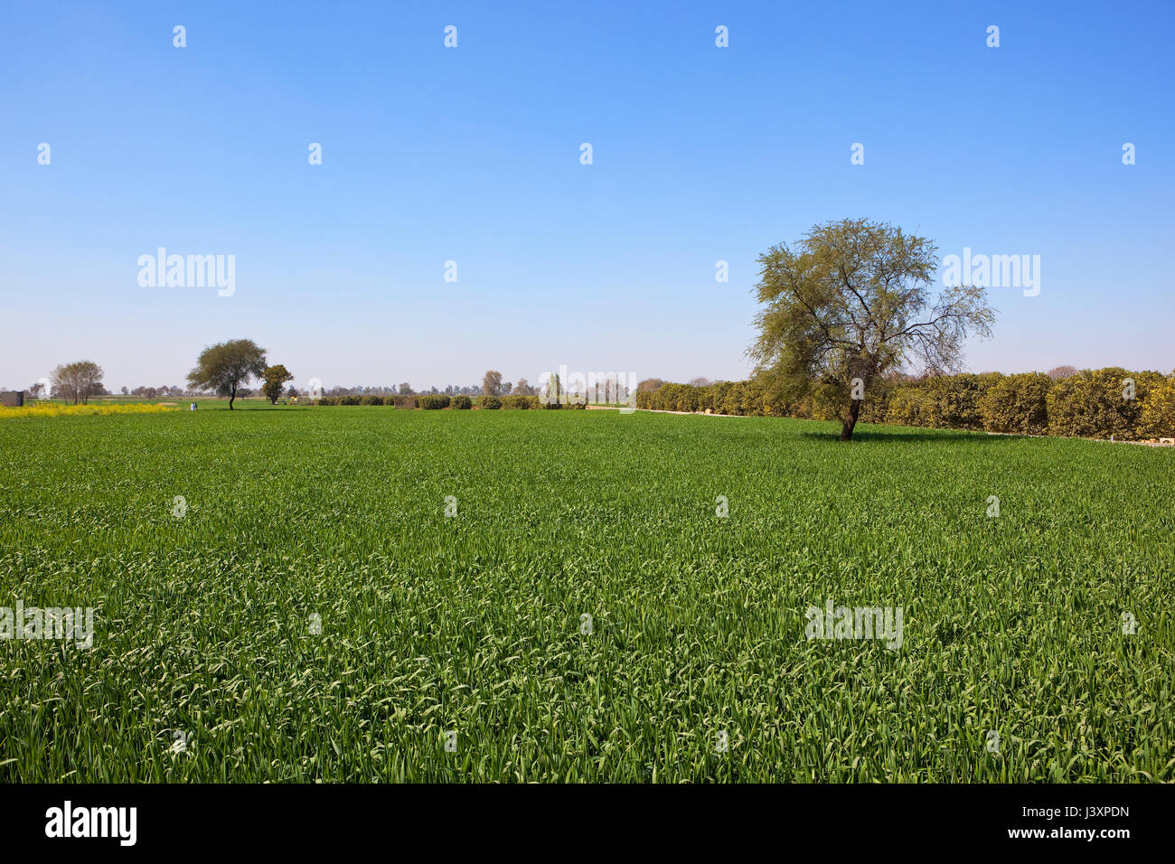 wheat crops and distant mustard fields with an orange orchard in ...