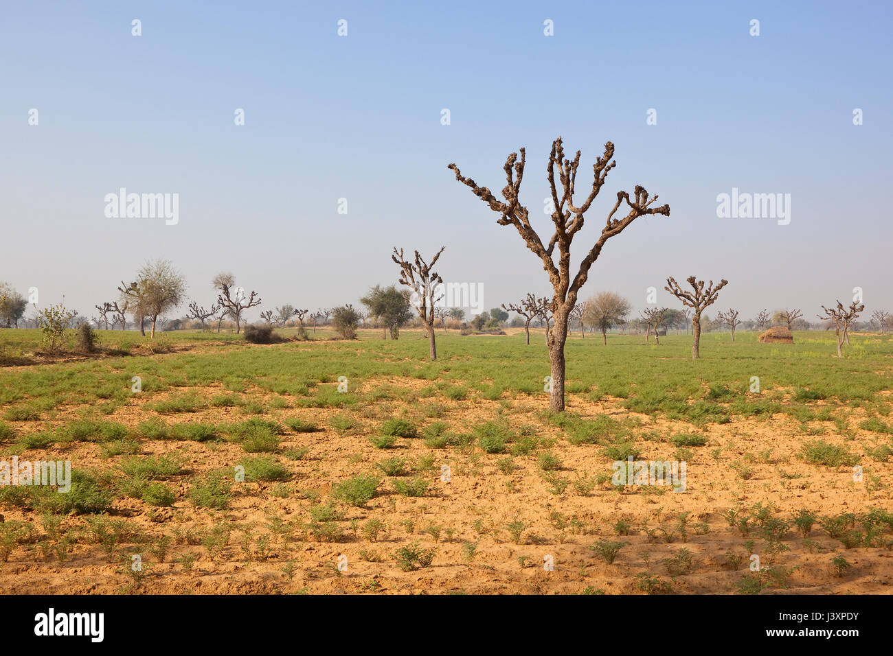 An arid Rajasthan landscape with pollarded trees and chick pea crop on ...