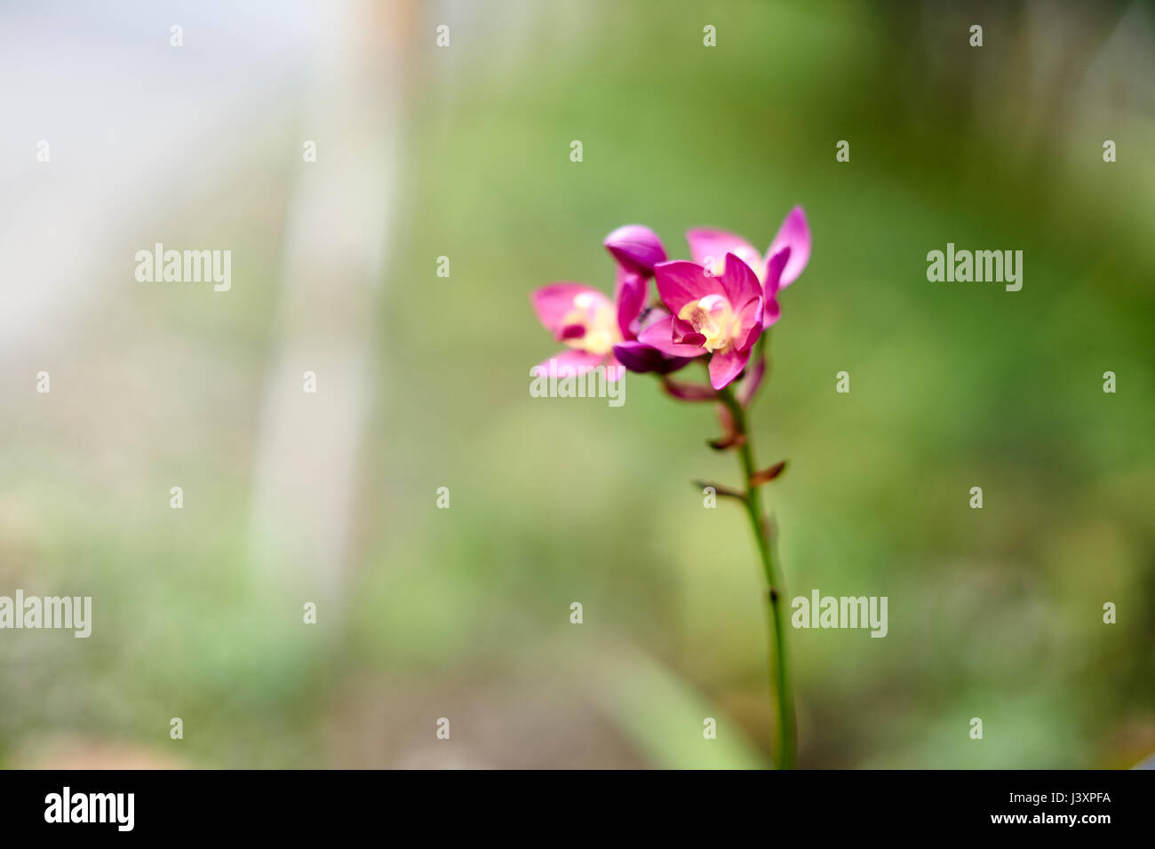 Lovely little lonely hi-res stock photography and images - Alamy