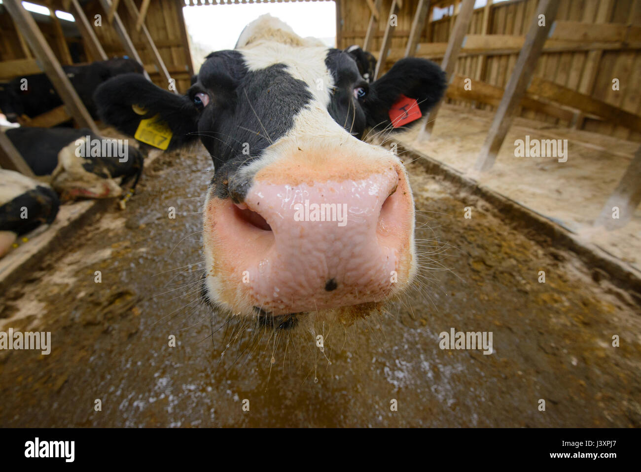 Cow cubicles hi-res stock photography and images - Alamy