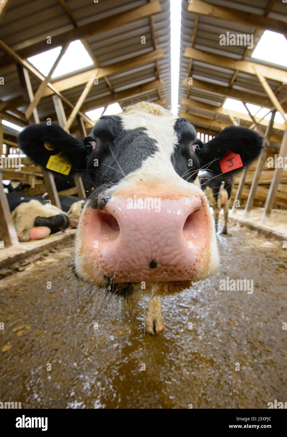 Cow cubicle house hi-res stock photography and images - Alamy
