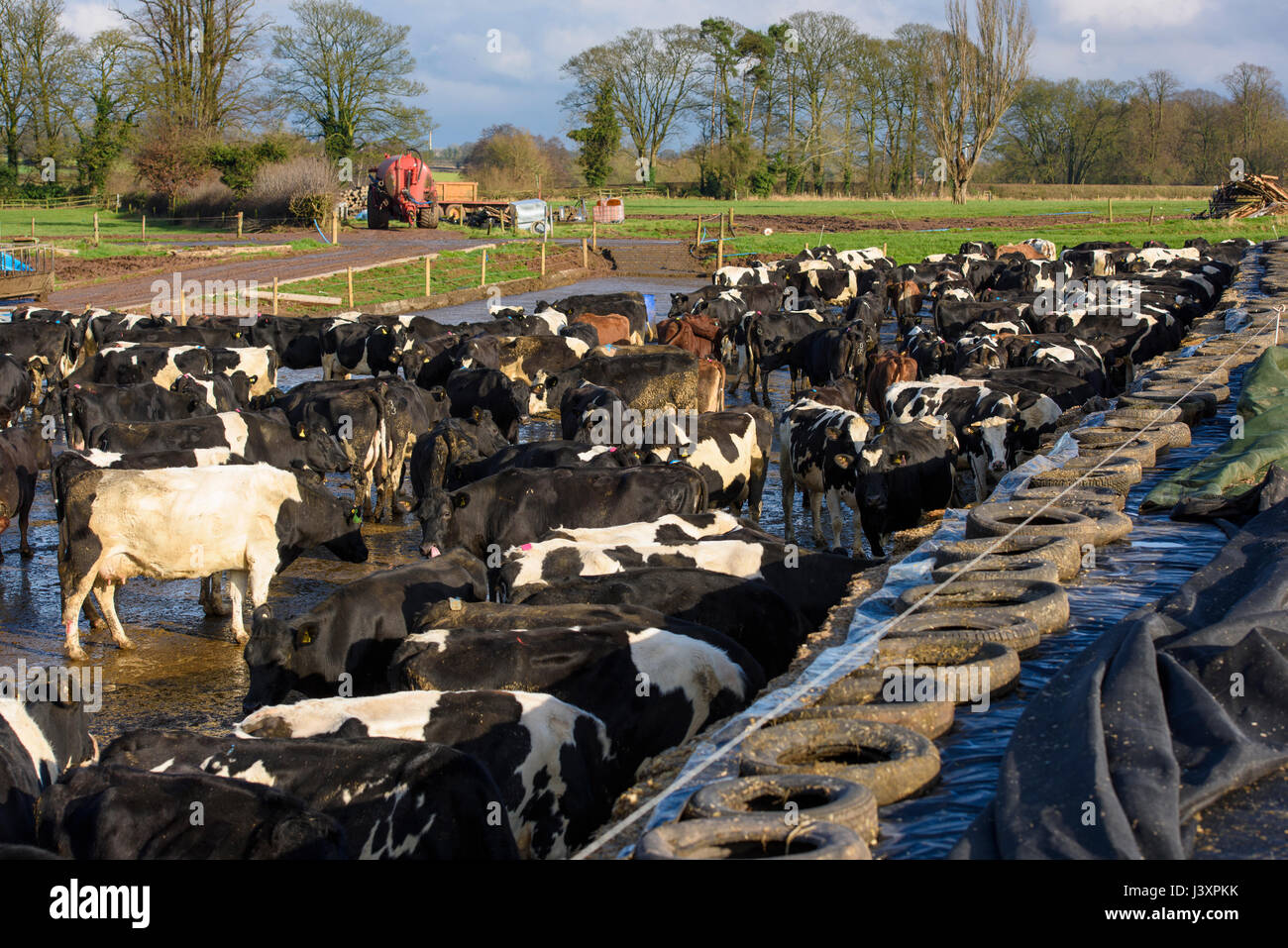 A herd of cows feeding at a silage clamp face, Staffordshire Stock ...