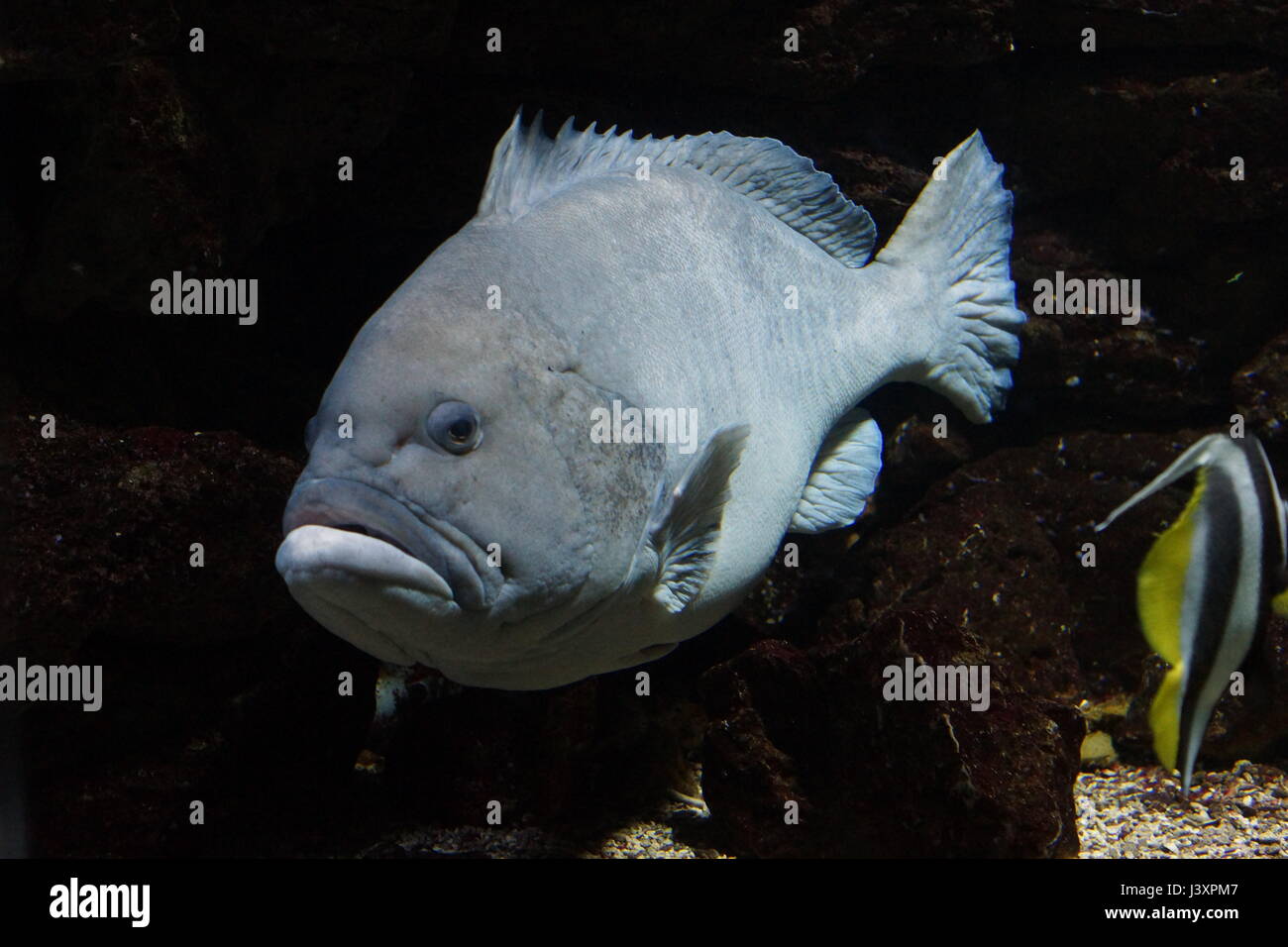 Big aquarium hi-res stock photography and images - Alamy