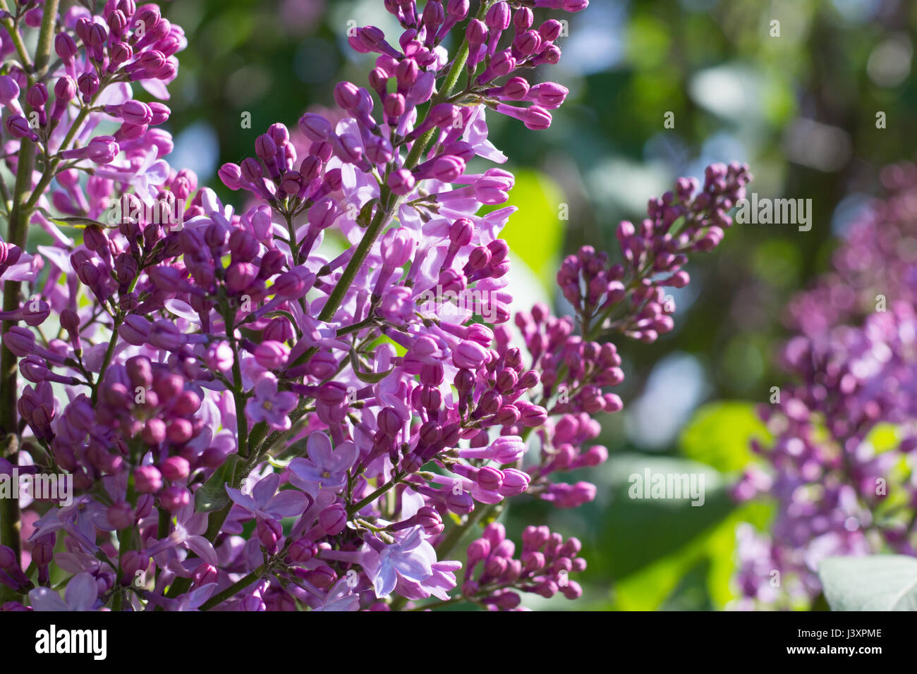 Common lilac syringa vulgaris twig hi-res stock photography and images ...