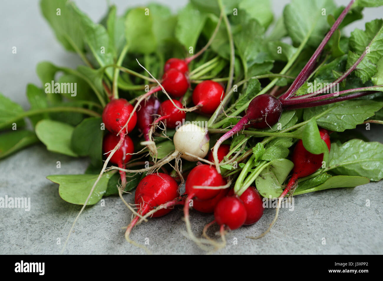 Red and white radishes, healthy food Stock Photo - Alamy