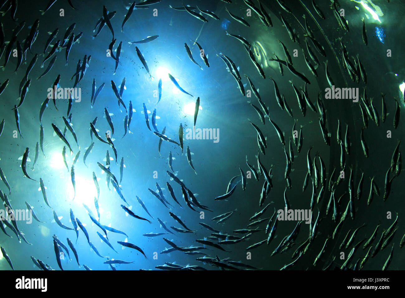 Above shot of schools of fish swimming in a circular motion Stock Photo ...