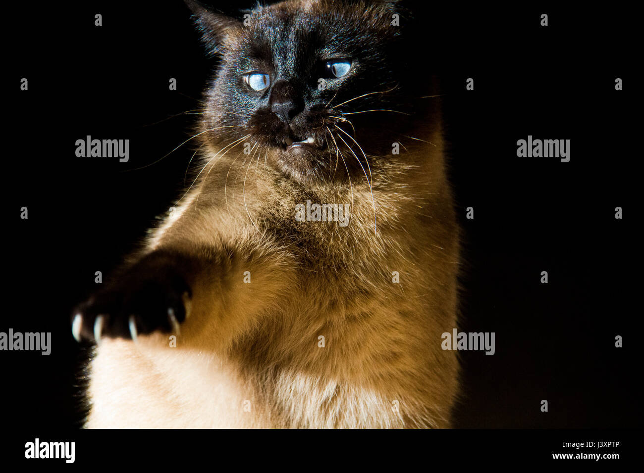 Siames hi-res stock photography and images - Alamy