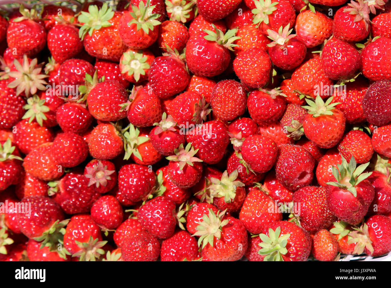 Freshly picked strawberries from a strawberry farm Stock Photo - Alamy