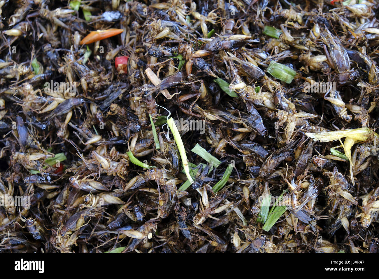 Insects scorpion food sale hi-res stock photography and images - Alamy