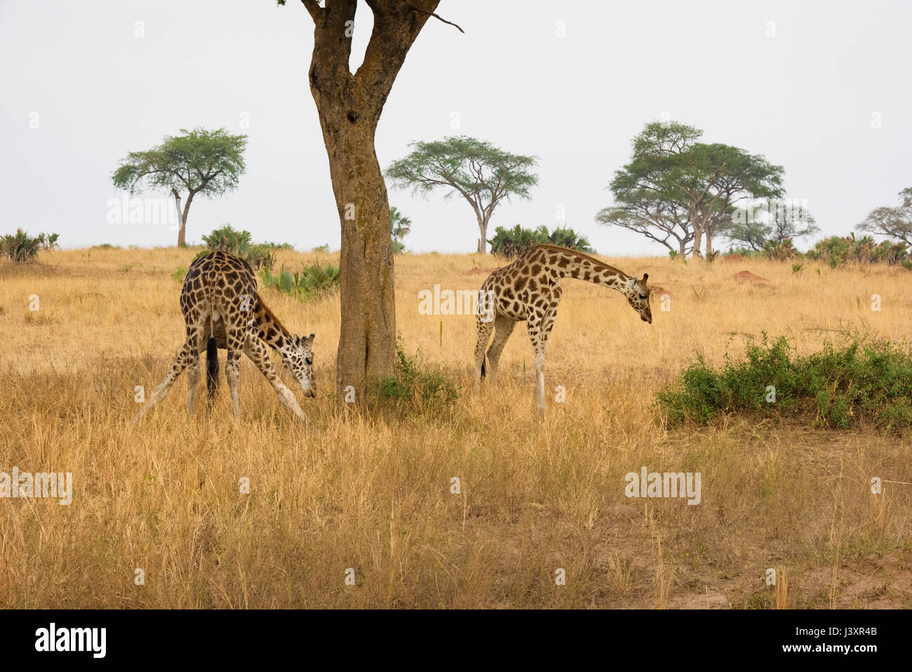 Cows giraffe hi-res stock photography and images - Alamy