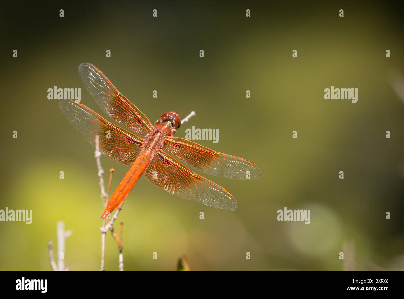Orange Dragonfly Resting on Small Branch Stock Photo - Alamy