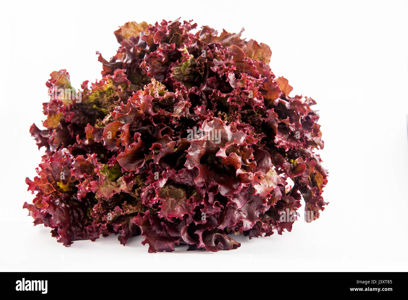 Purple romaine lettuce (Lactuca sativa) isolated in white background ...
