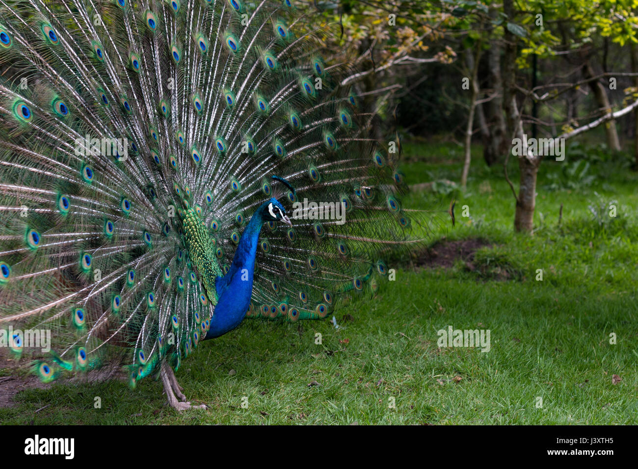 Indian Peafowl stretching its magnificent tail train Stock Photo - Alamy