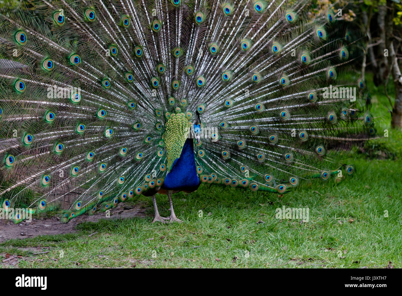 Indian Peafowl stretching its magnificent tail train Stock Photo - Alamy