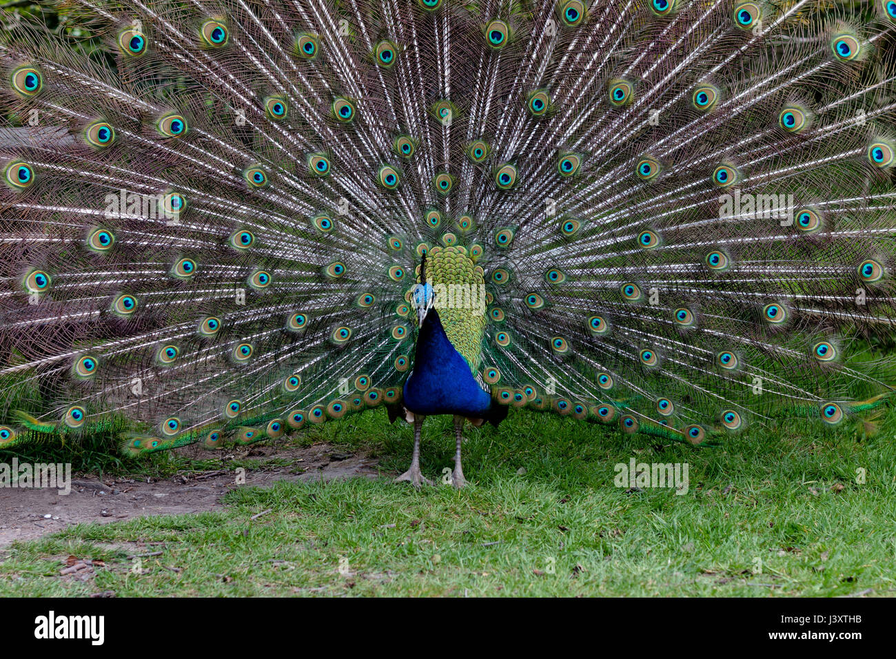 Indian Peafowl stretching its magnificent tail train Stock Photo - Alamy