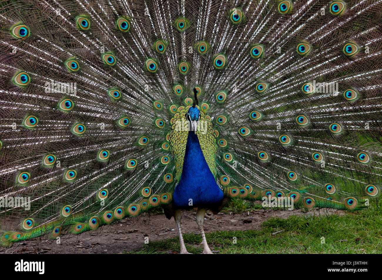 Indian Peafowl stretching its magnificent tail train Stock Photo - Alamy