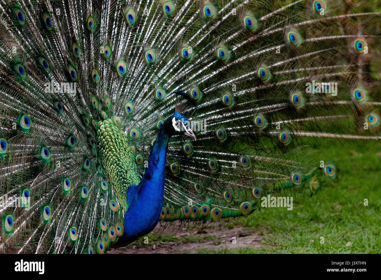 Indian Peafowl stretching its magnificent tail train Stock Photo - Alamy