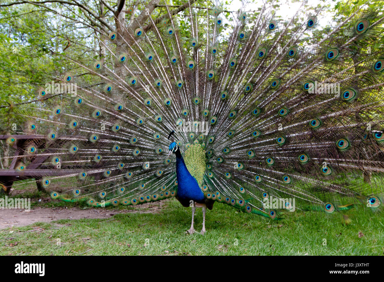 Indian Peafowl stretching its magnificent tail train Stock Photo - Alamy
