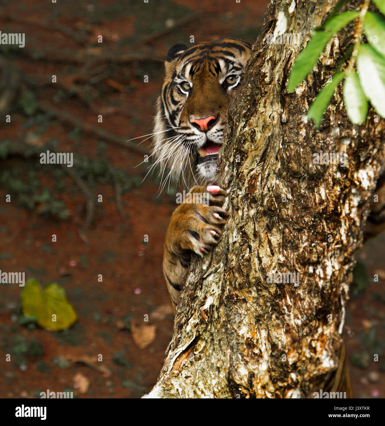 Tiger peeping hi-res stock photography and images - Alamy