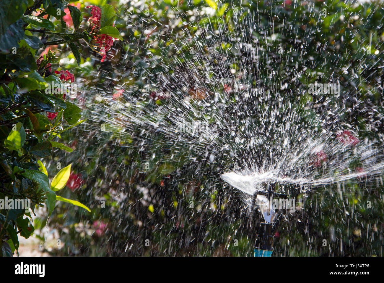 Close-up shot of garden sprinkler spraying water Stock Photo - Alamy