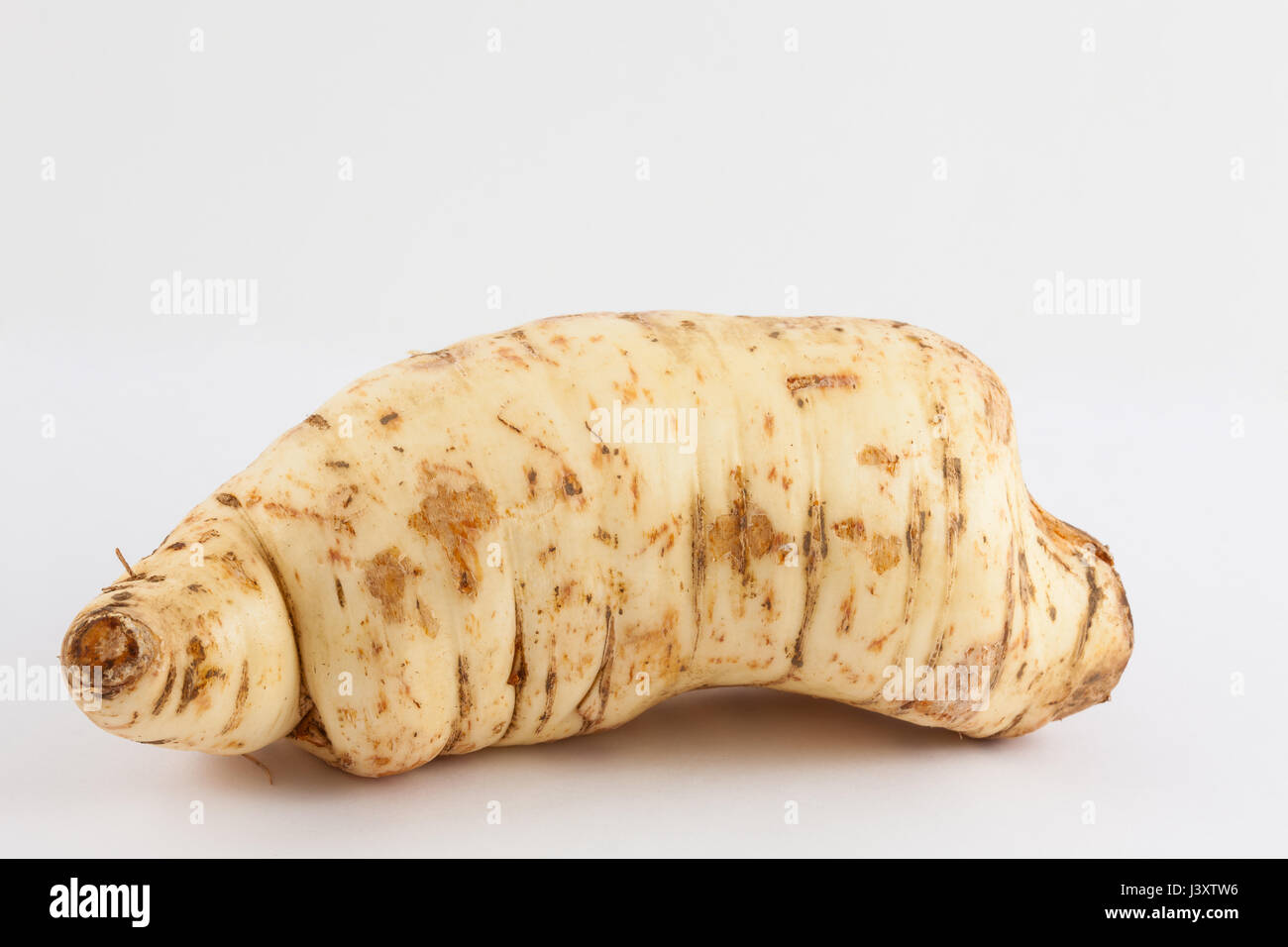 Arracacha (Arracacia xanthorrhiza) isolated in white background Stock ...